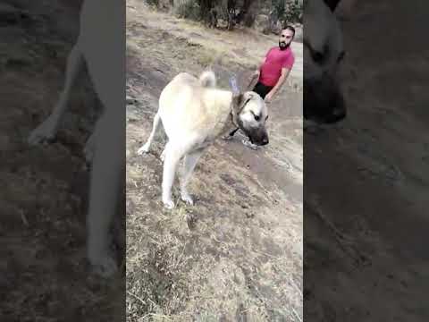 Kangal dövüşü