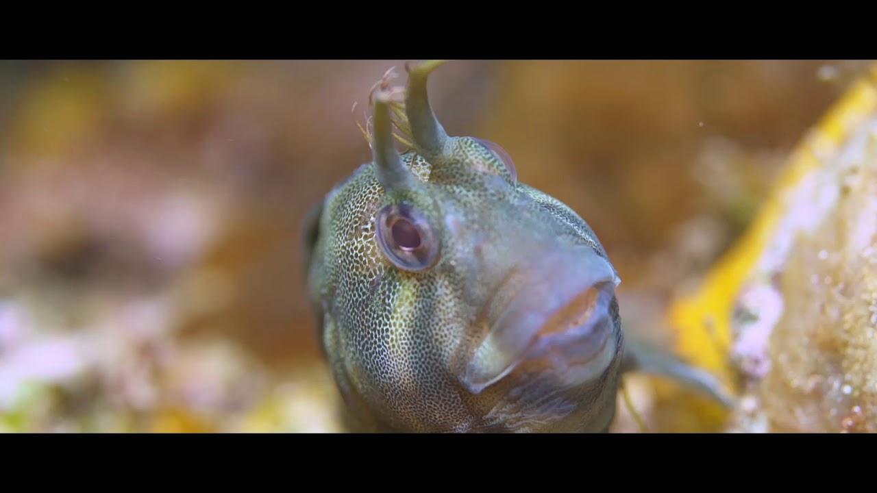 Edithburgh Jetty South Australia Underwater Scuba Diving Macro - YouTube
