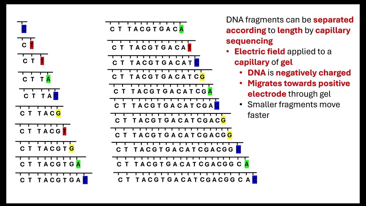 DNA sequencing OCR A A-Level Biology Revision - YouTube