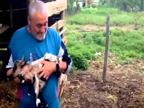 Goat Born With 8 Legs - YouTube