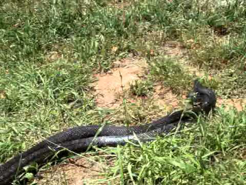 Black Snakes mating.MPG - YouTube