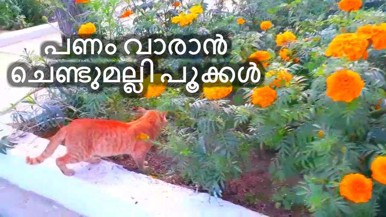 പണം വാരാൻ ചെണ്ടുമല്ലി/മല്ലികപ്പൂ കൃഷി Marry Gold Flower~Chendumalli ...