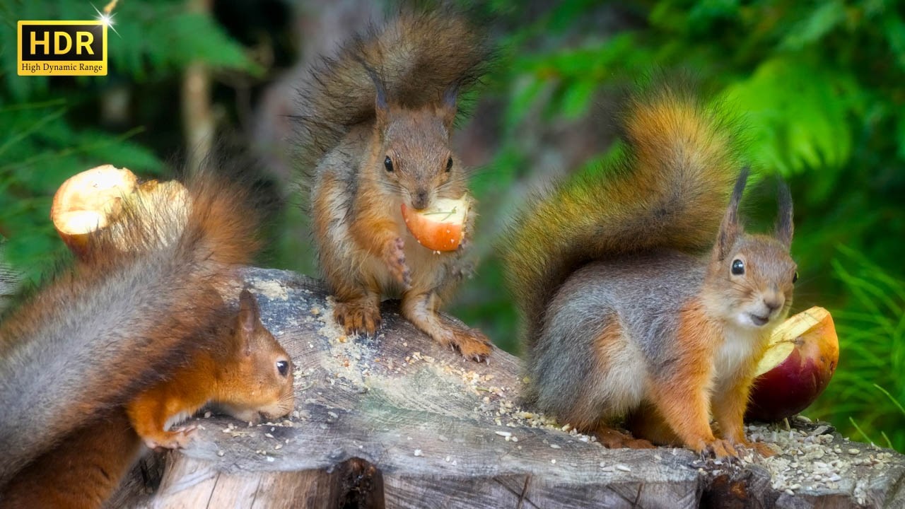 Relax and Sleep Deep with Cutest Munching Red Squirrels🐿️ 10 hours ...