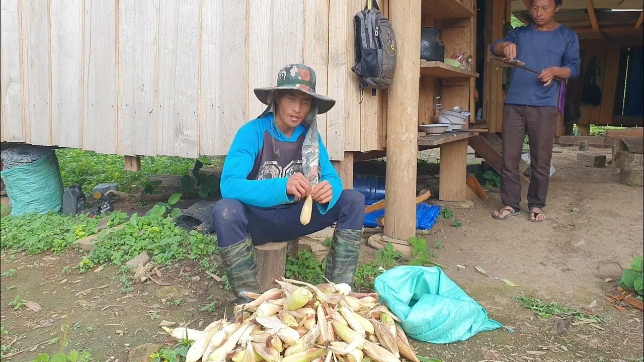 hnub no mus ntais pob kws mas sab kawg li nawb.14/7/2023 - YouTube