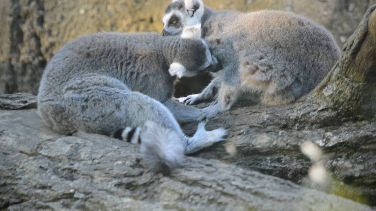 Grooming Lemurs - YouTube