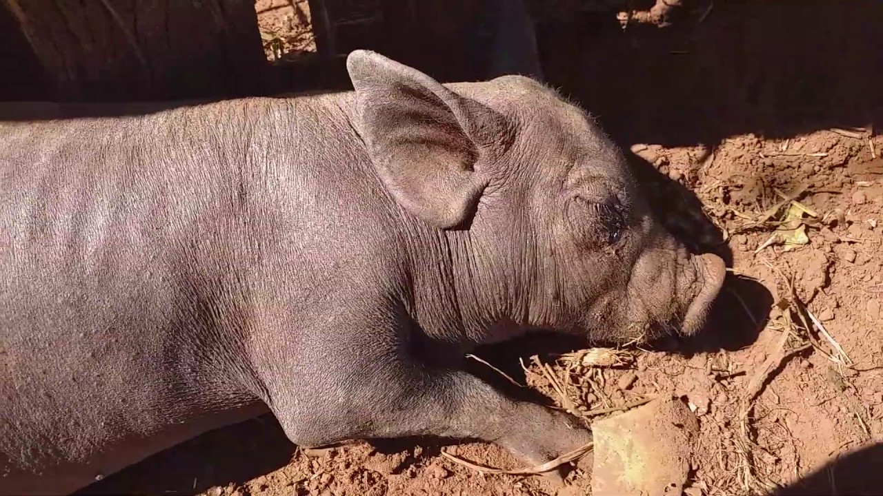 PORCO CARUNCHO - REPRODUÇÃO E ATUALIZAÇÃO. - YouTube