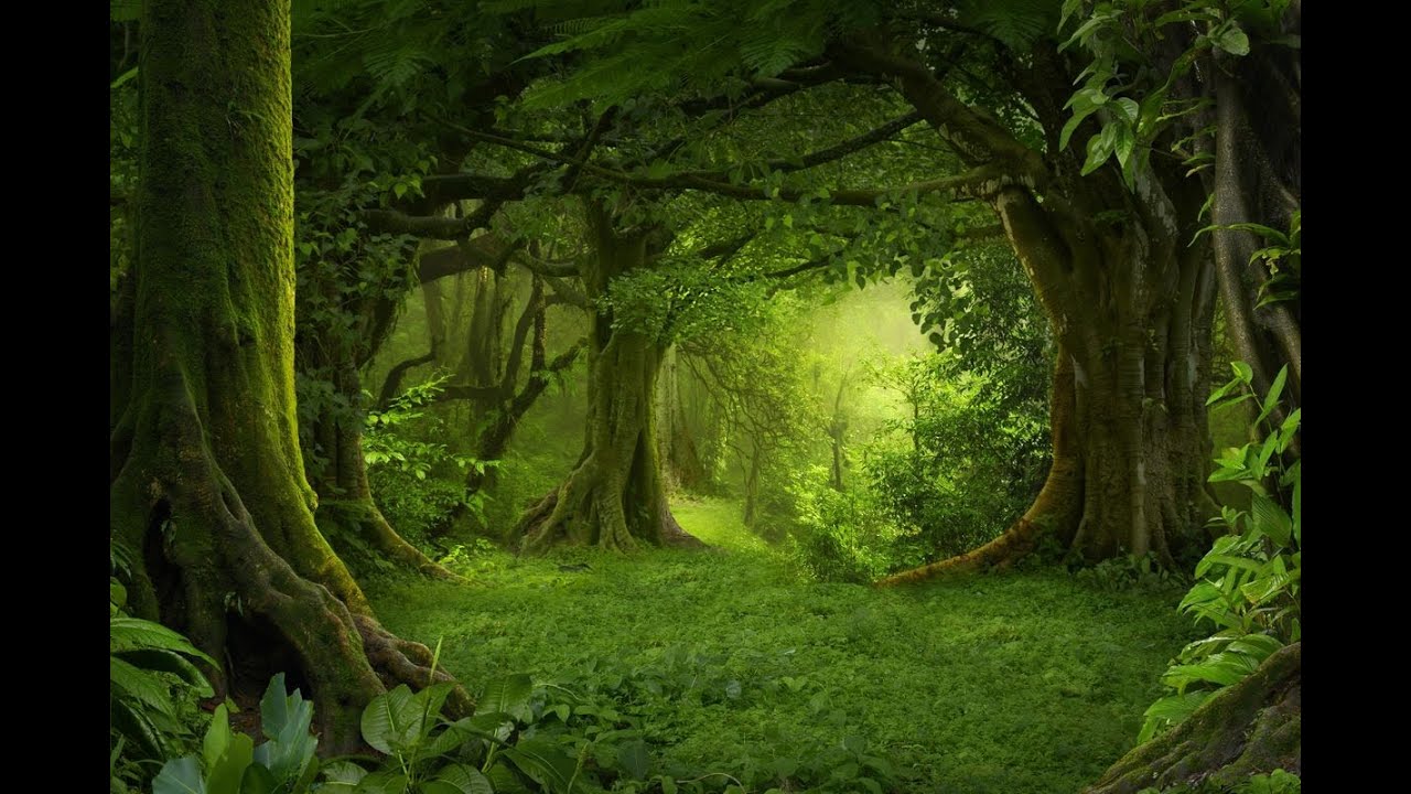 10 HOURS OF FOREST SOUNDS -NO ADS - BEST SLEEP EVER - YouTube