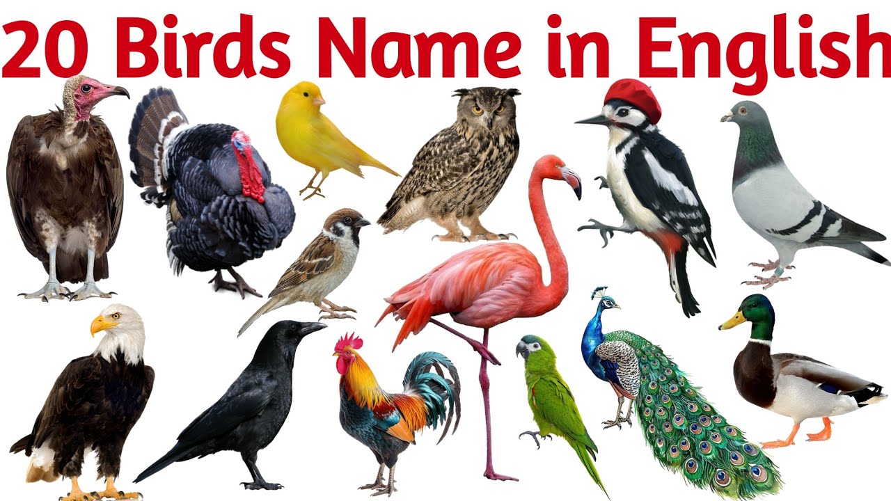 Top 20 Birds Name for Kids 🦜🐦 | Learn Birds in English with Sounds ...
