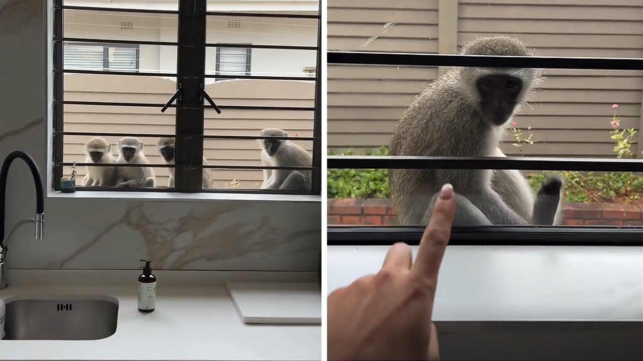 Group of monkeys in Durban casually hangs out at a kitchen window # ...