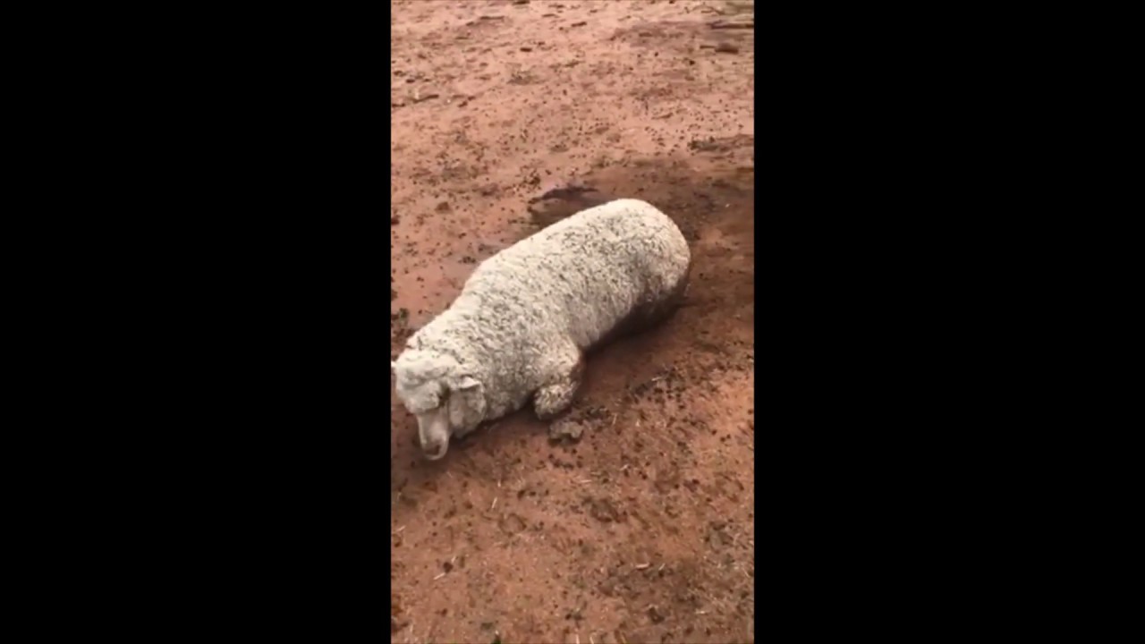 Humpy Back - YouTube