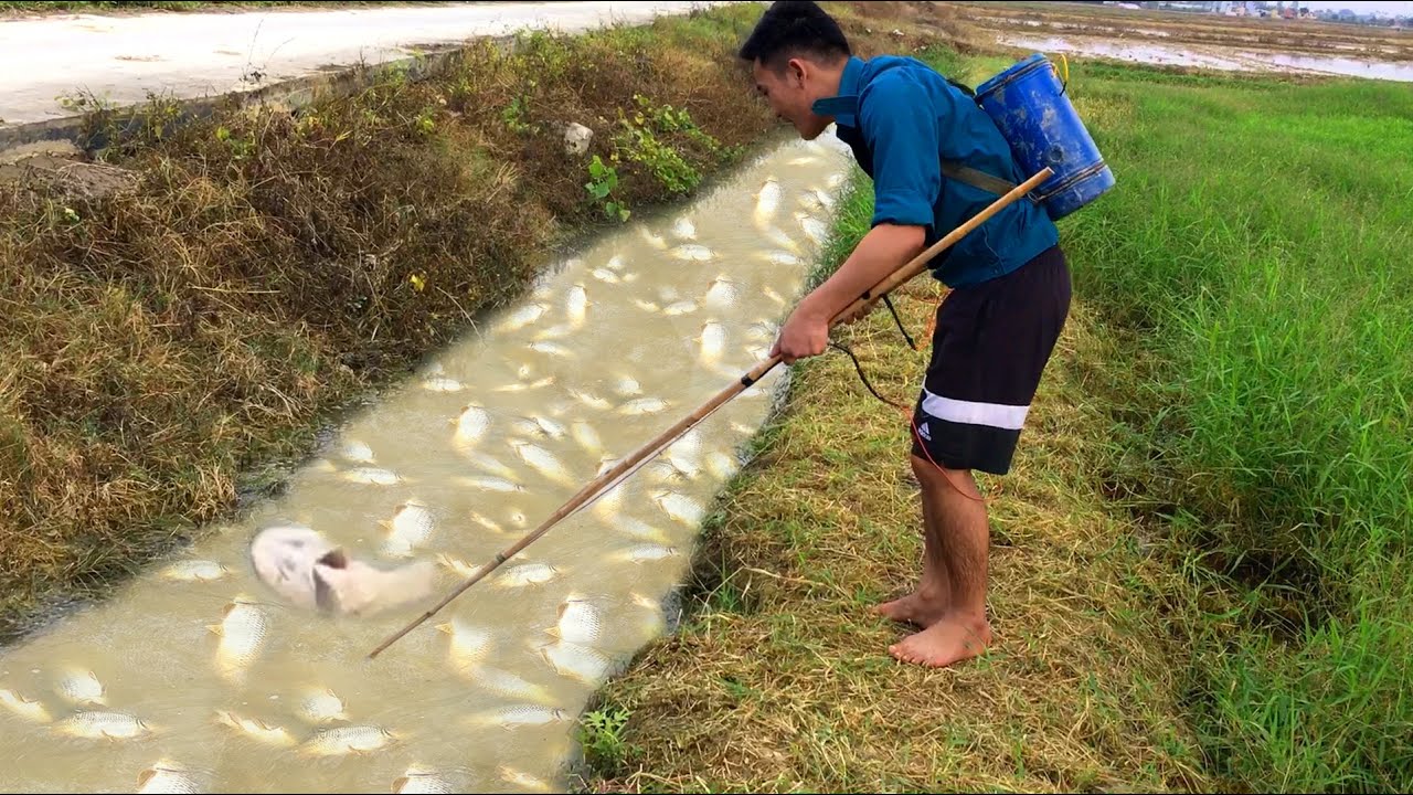 Best Electronic Fishing | Fishing for big snakehead fish | Electric ...