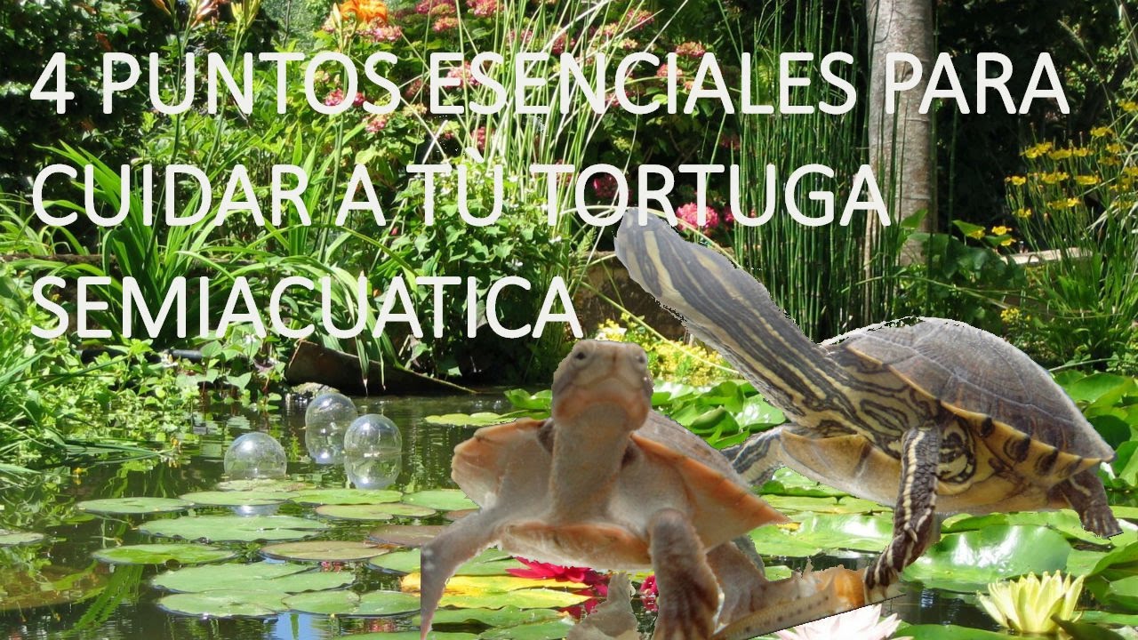 4 puntos esenciales para cuidar a tu tortuga semiacuática - YouTube