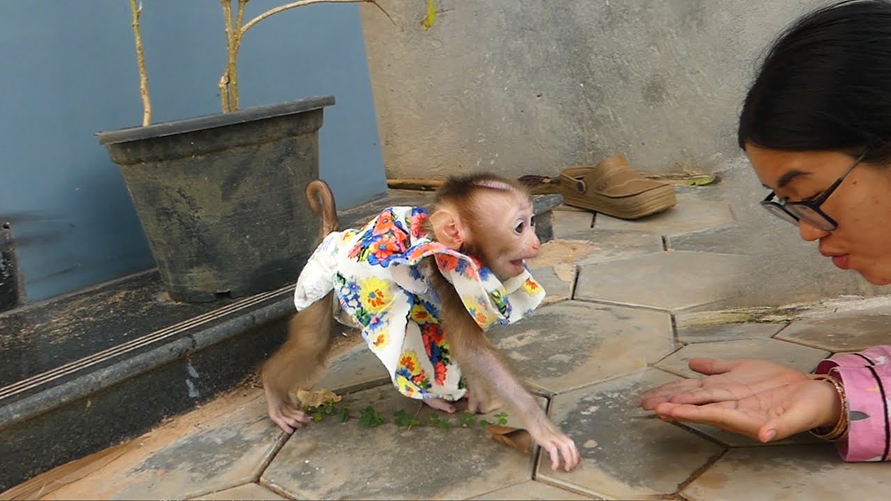 Wow Very Cute Shusy Walking To Mom Very Fast When Mom Call At Outside ...