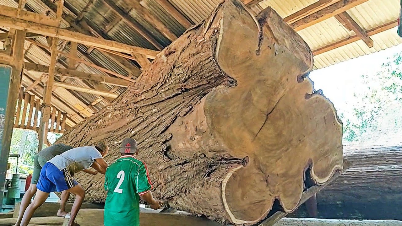 the world's hardest giant wood full of dense and beautiful fibers - YouTube