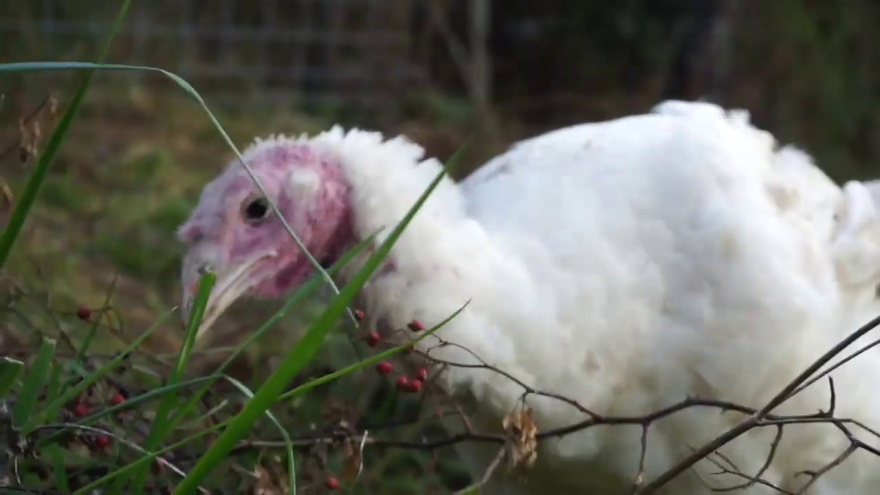 Why Did The Turkey Cross The Road? - YouTube