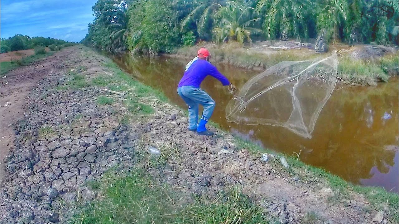 Jala Dan Jaring Ikan Talapia - YouTube
