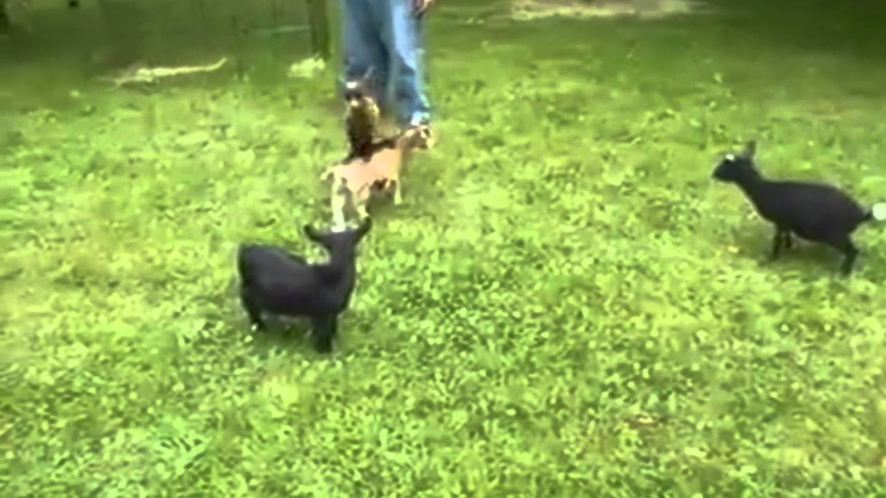 Parkour GOAT does Backflip ( HD ) - YouTube