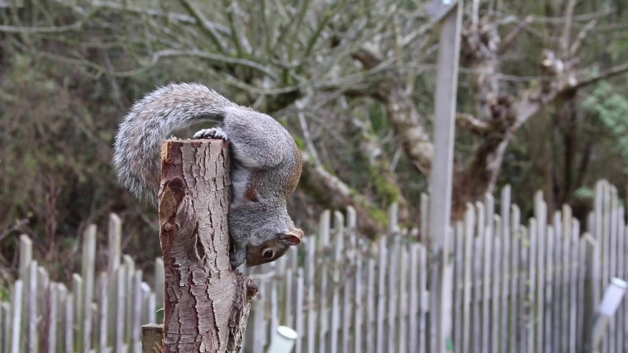 Playful Squirrel - YouTube
