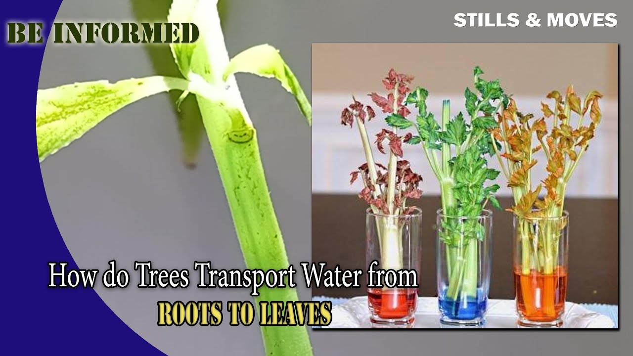 How do Trees Transport Water from Roots to Leaves - YouTube