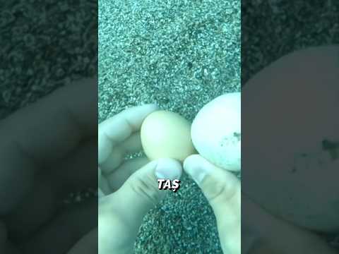 #ozankuşcu Yumurtayı denizin içinde kırmak