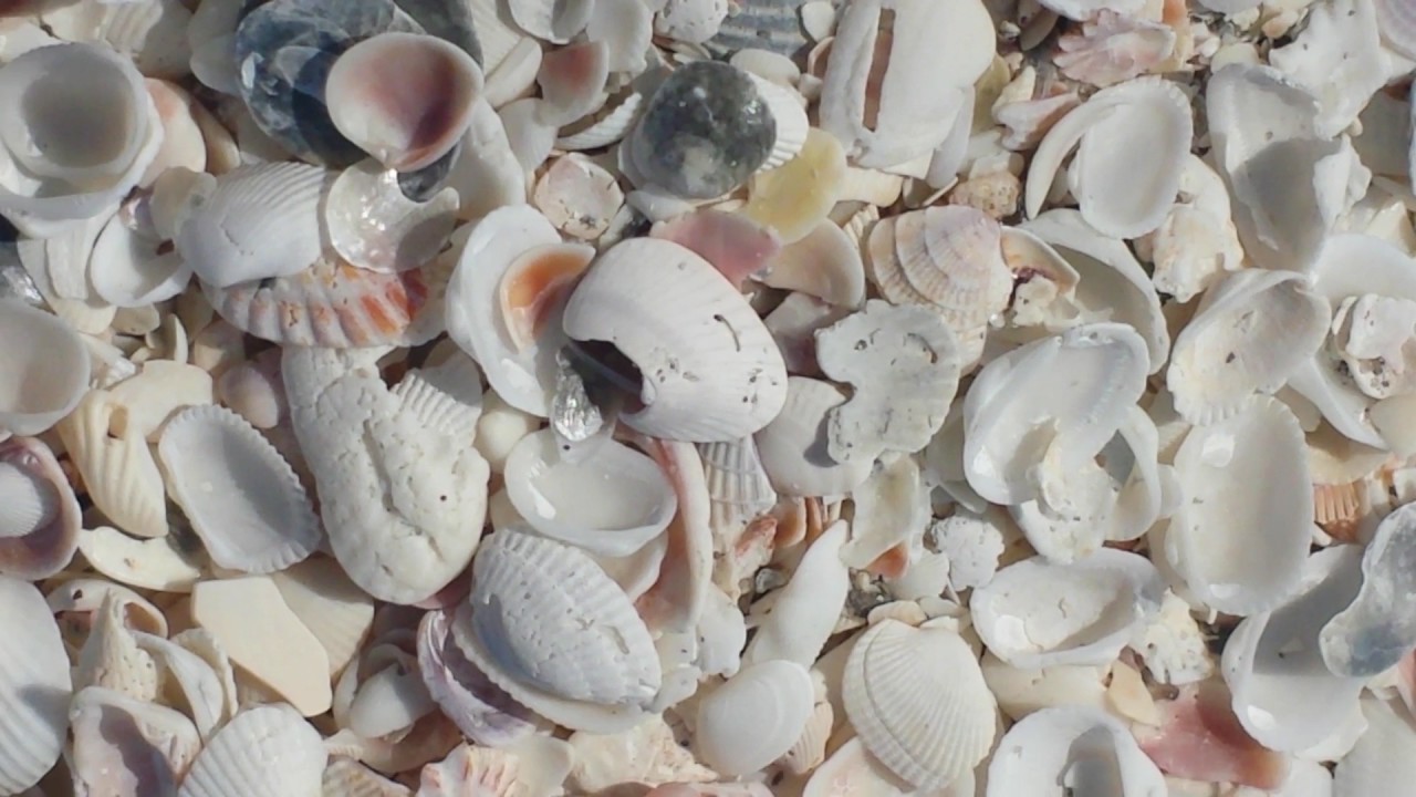 Shell meditation - YouTube