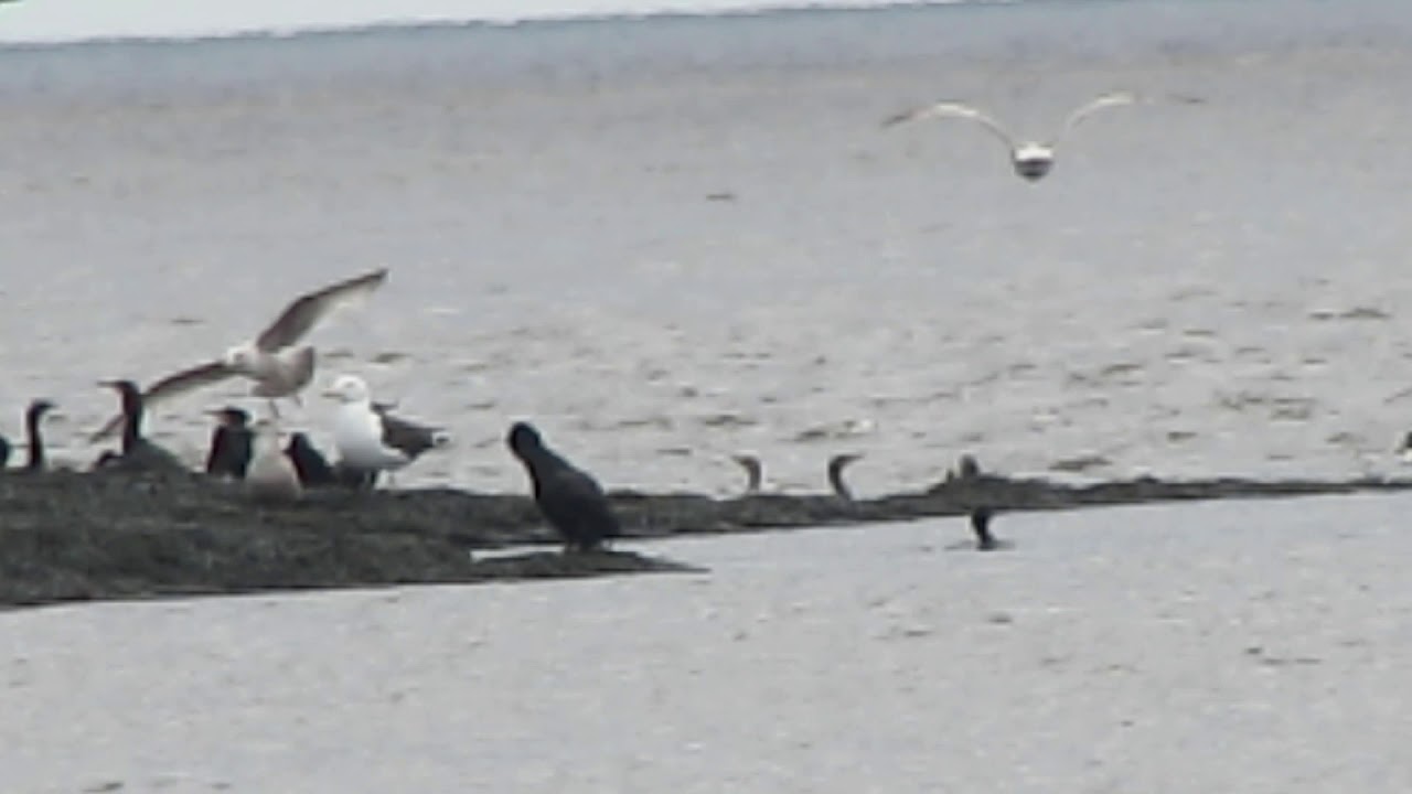 Birds/ shout out for channel: marilou Acaylar - YouTube