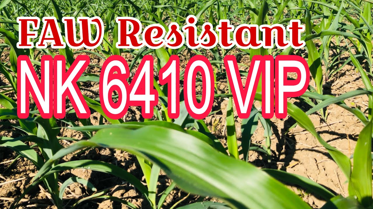NK 6410 VIP updates on FAW - YouTube