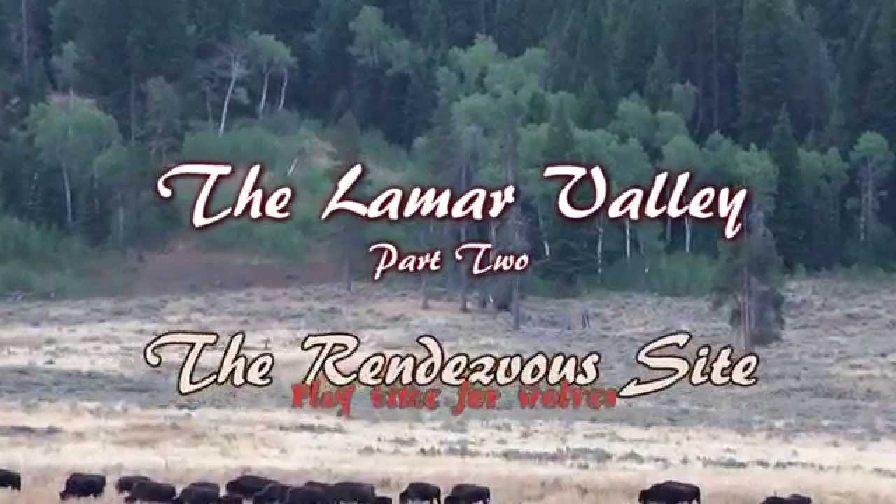 The Lamar Canyon Pack Wolves - Playtime for Wolves - YouTube