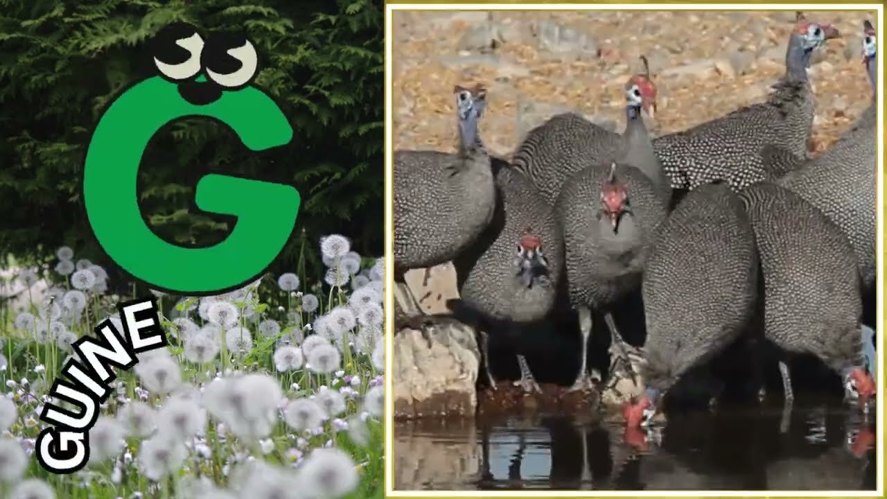 Birds Alphabet Song for Kids | Birds ABC Song | Phonics for Kids ...