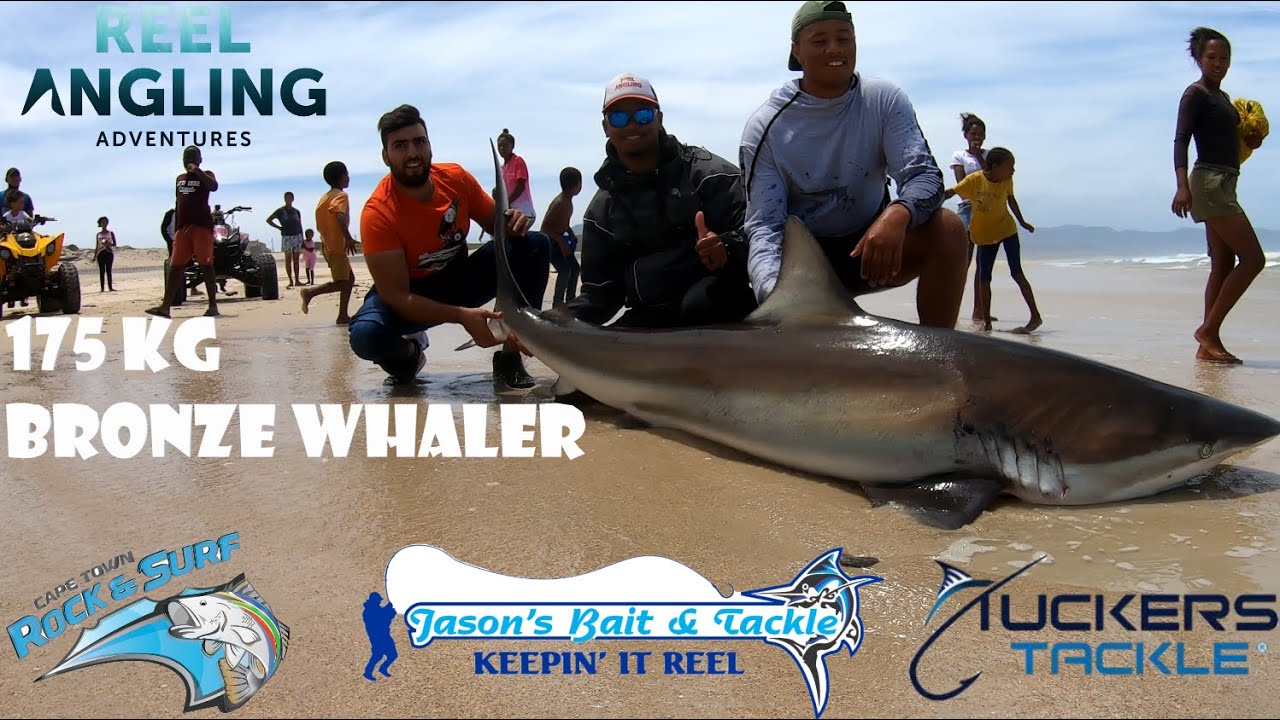 Fishing Cape Town | Macassar Beach Giant Bronze Whaler Shark - YouTube