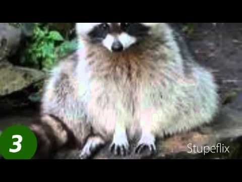 Top 10 Favorite Animals - YouTube