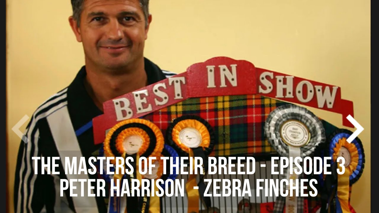 The Masters of their Breed - Peter Harrison Zebra Finches - YouTube