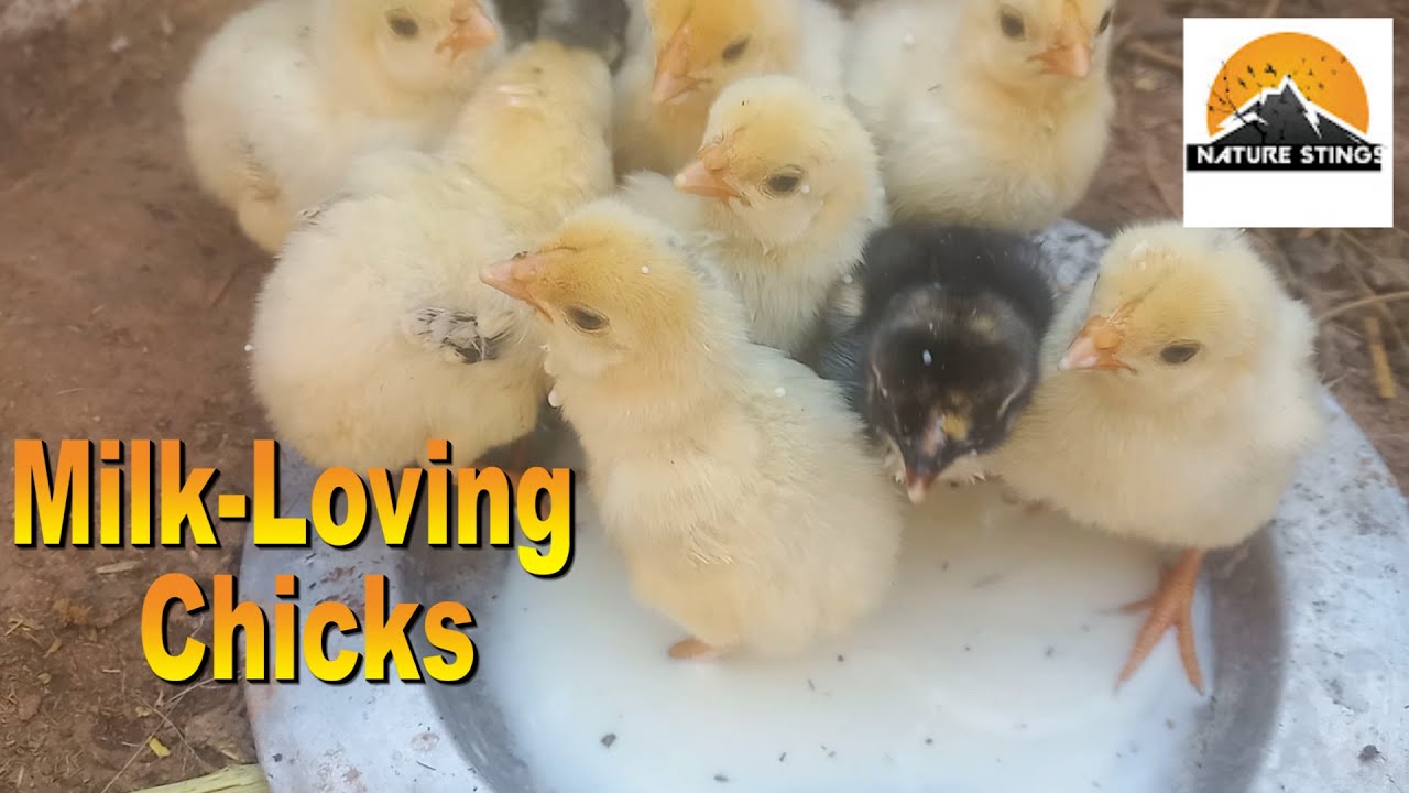 !!milk loving chicks!! Morning Milk Ritual: Adorable Chick Edition 🐥🥛 ...