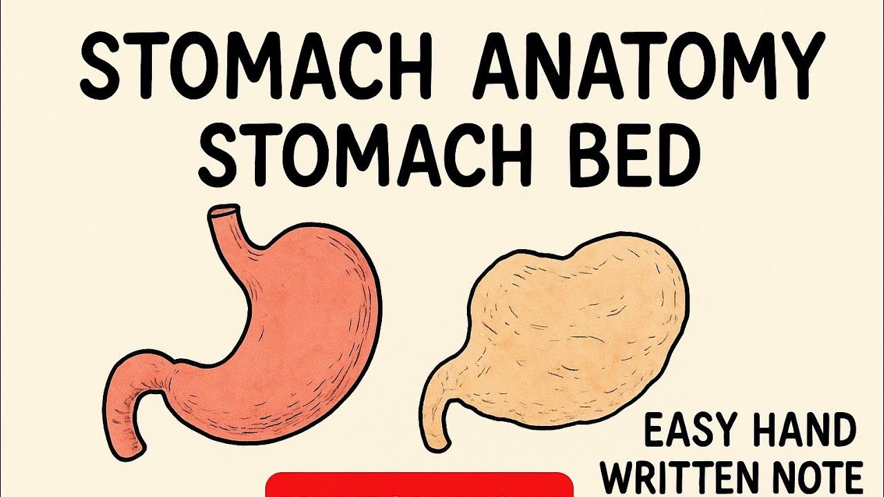Stomach || Stomach bed || stomach anatomy || GIT anatomy | whisper ...