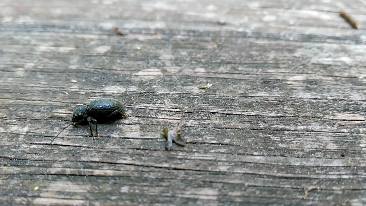 Dancing Bug - YouTube