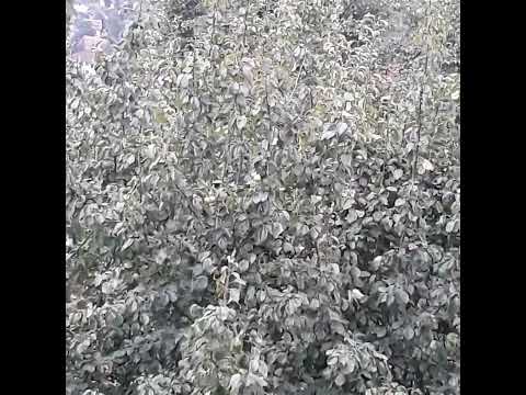 GERÇEK KARATAVUK SESİ