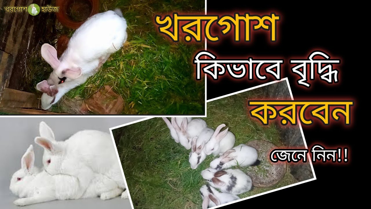 খরগোশ কিভাবে বৃদ্ধি করবেন জেনে নিন || Learn how to raise rabbits *What ...