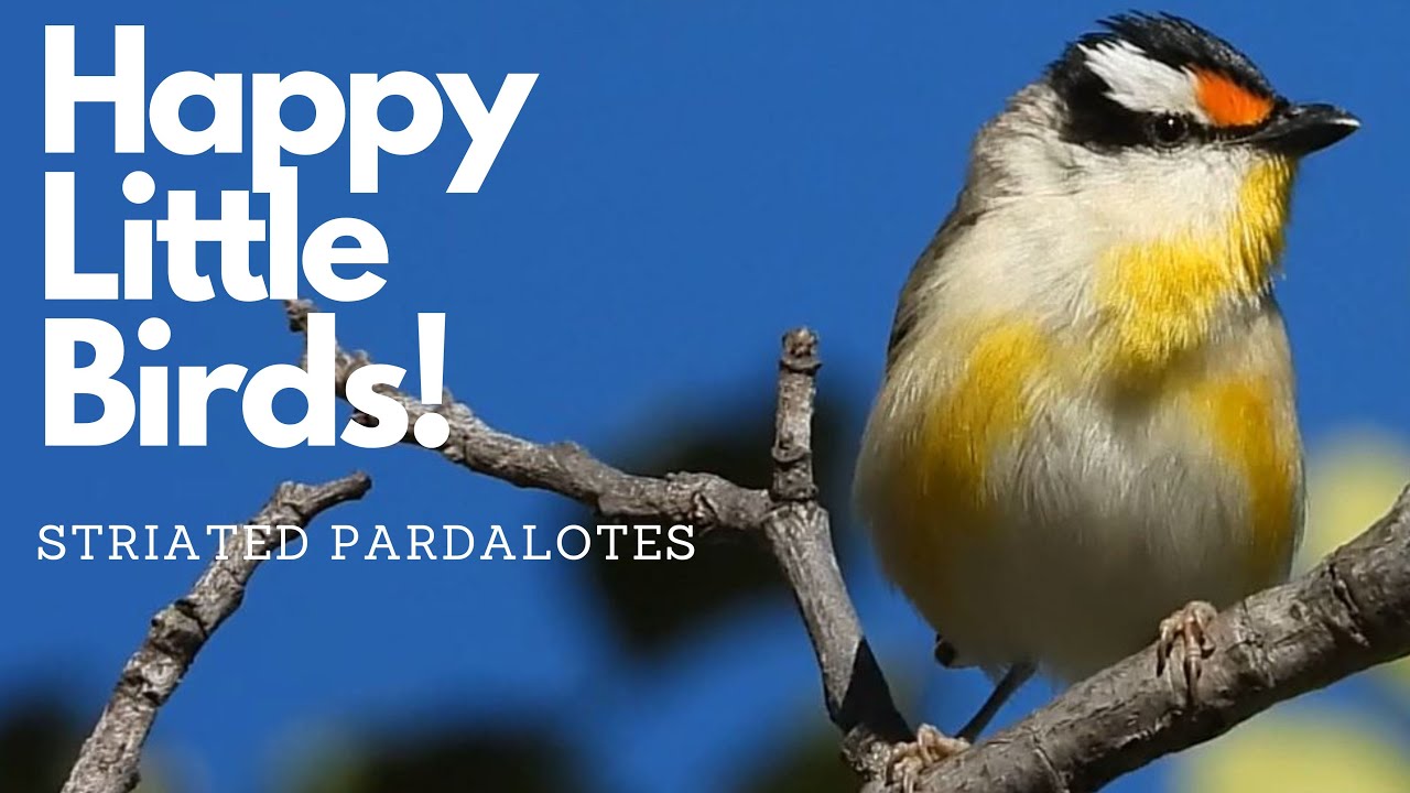 These Cheerful Little Birds Will Make Your Day! Striated Pardalotes ...