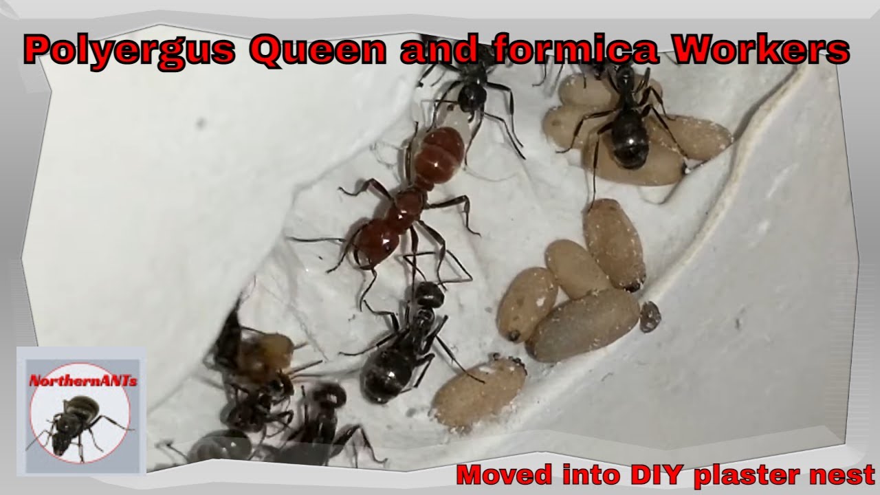 Polyergus queen in her new home. - YouTube