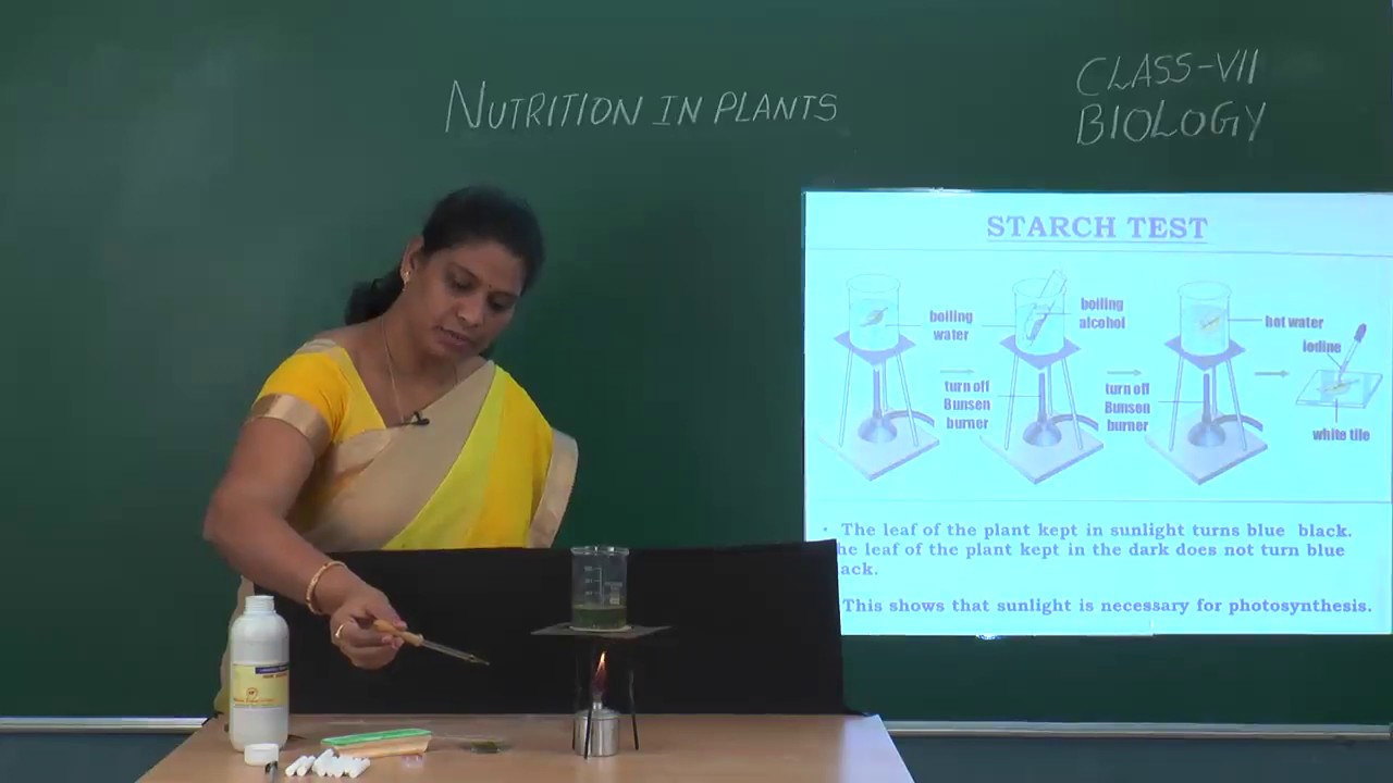 SCTS | 7th Class | BIOLOGY | 03_Nutrition in Plants | Starch test ...