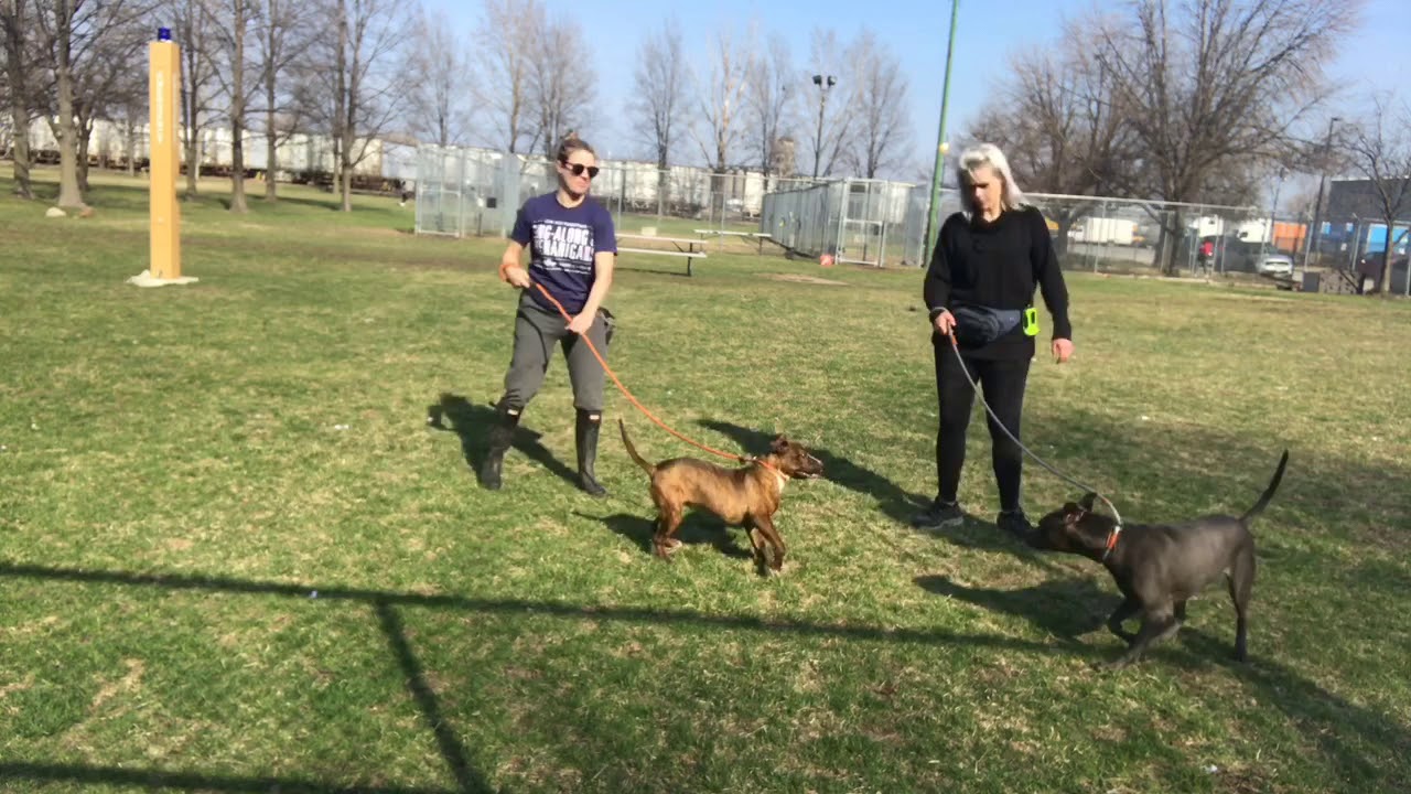 Nicola & Pepper leash test - YouTube