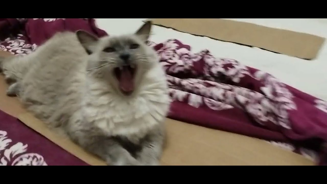 UM BRINDE pela primeira vez 😂 GATAS Paola e Teresa. - YouTube