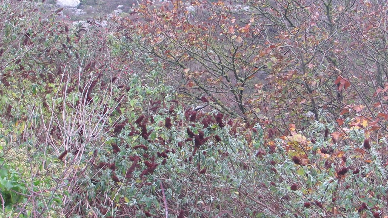 Ring Ouzel calling - YouTube