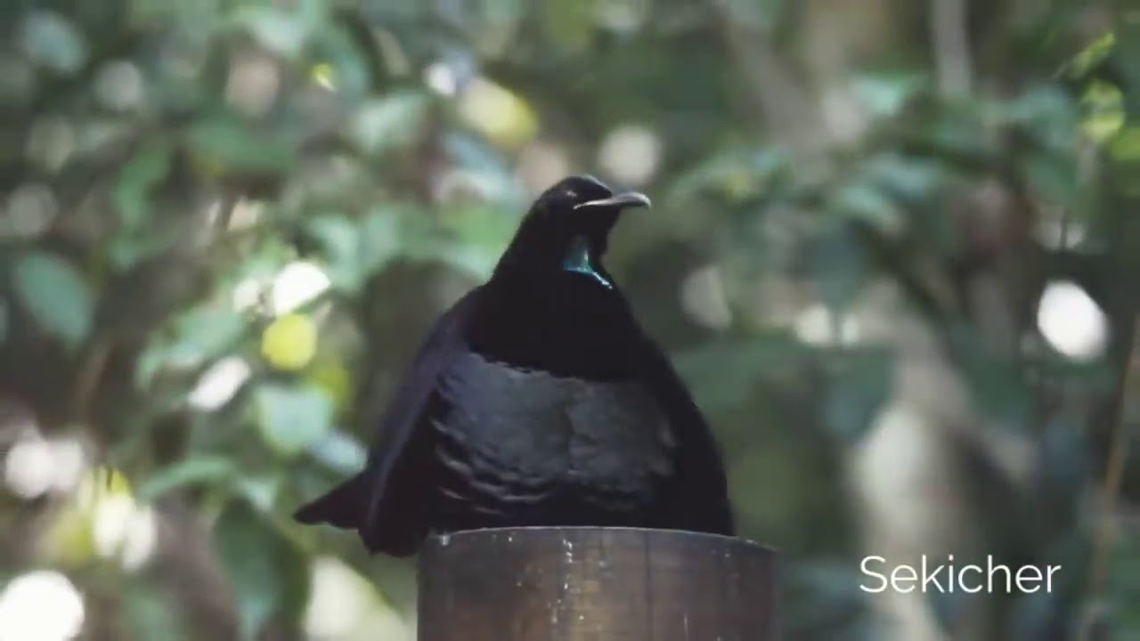 DANK BIRB MEMES COMPILATION - YouTube