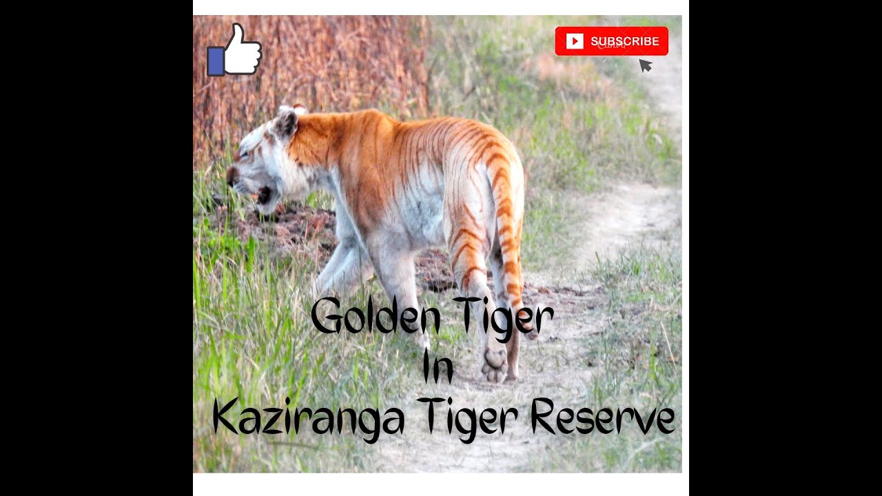 Golden Tiger in Kaziranga Tiger Reserve, Assam, India - YouTube