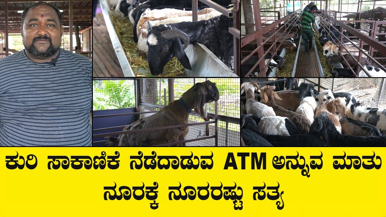 ಕುರಿ ಸಾಕಾಣಿಕೆ ನೆಡೆದಾಡುವ ATM ಅನ್ನುವ ಮಾತು ನೂರಕ್ಕೆ ನೂರರಷ್ಟು ಸತ್ಯ....SHEEP ...