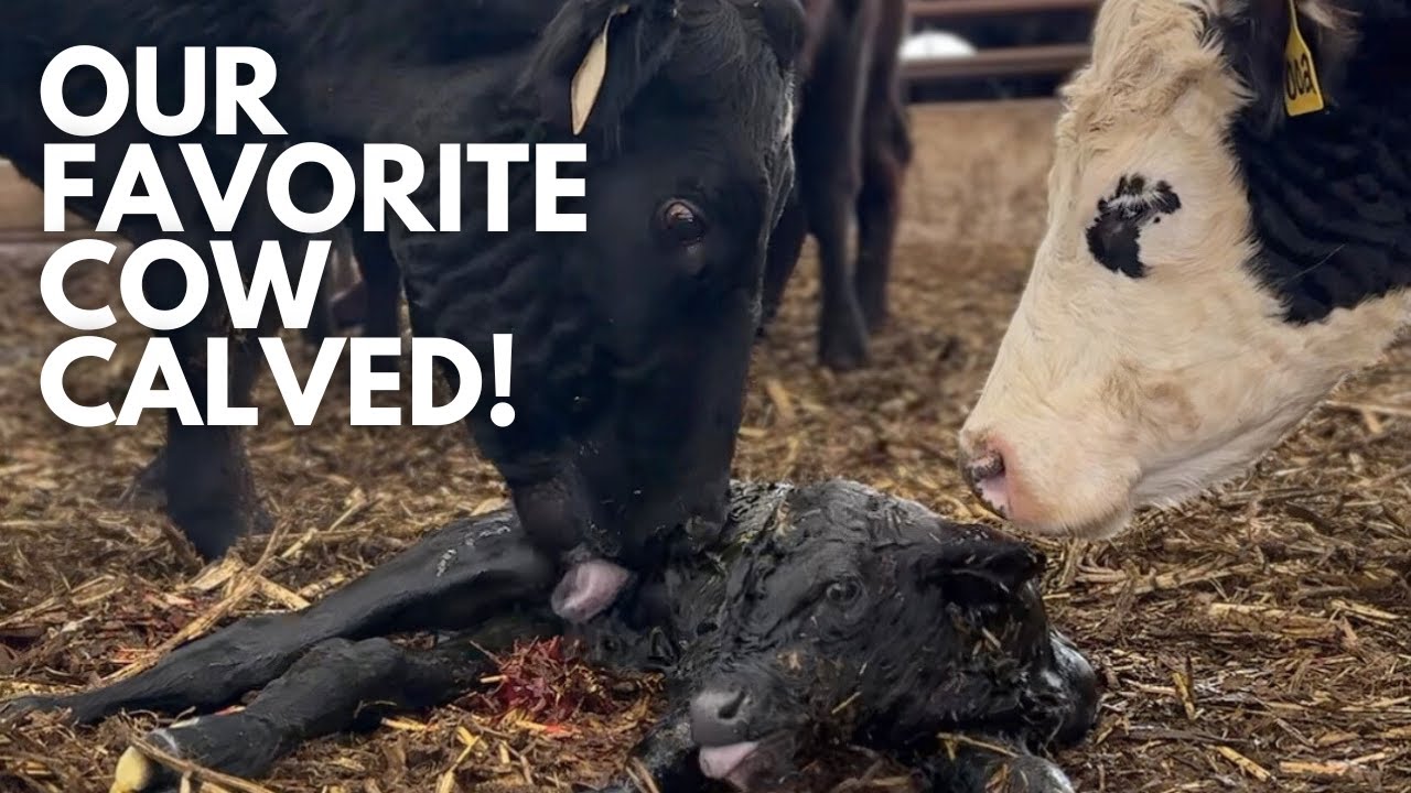 The favorite cow is calving! | Day in the life of a 27 year old farmer ...