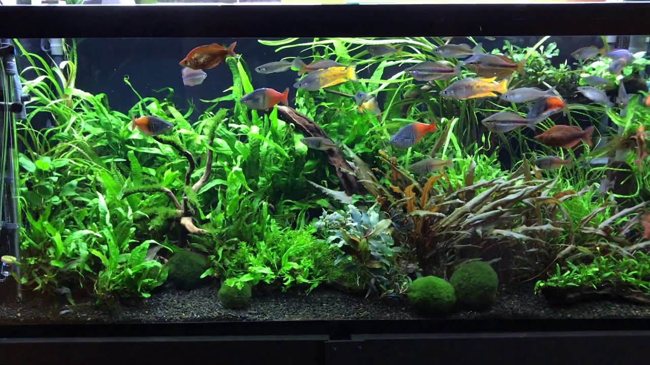 Rainbow Fish Tank Update July 2019 YouTube Rainbow Fish Tank Update July 2019 YouTube