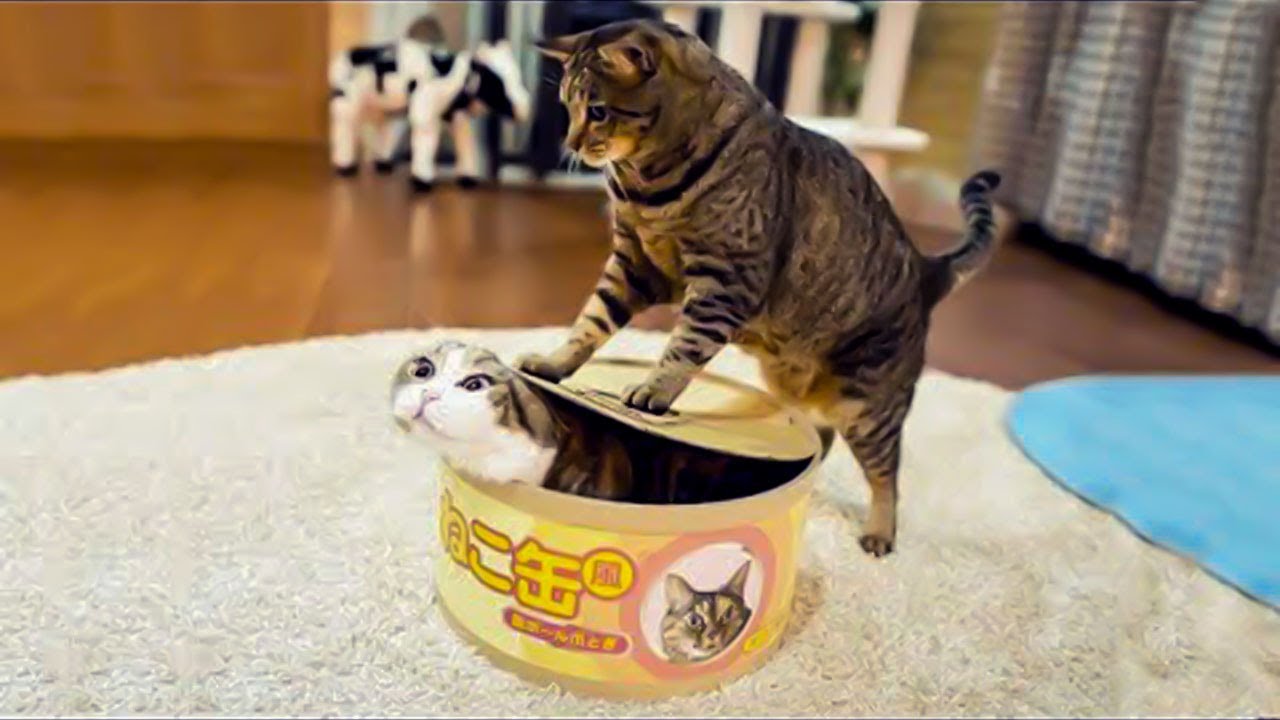 Lustigste Katzen 😹 - Versuche nicht, das Lachen zurückzuhalten 😂 ...
