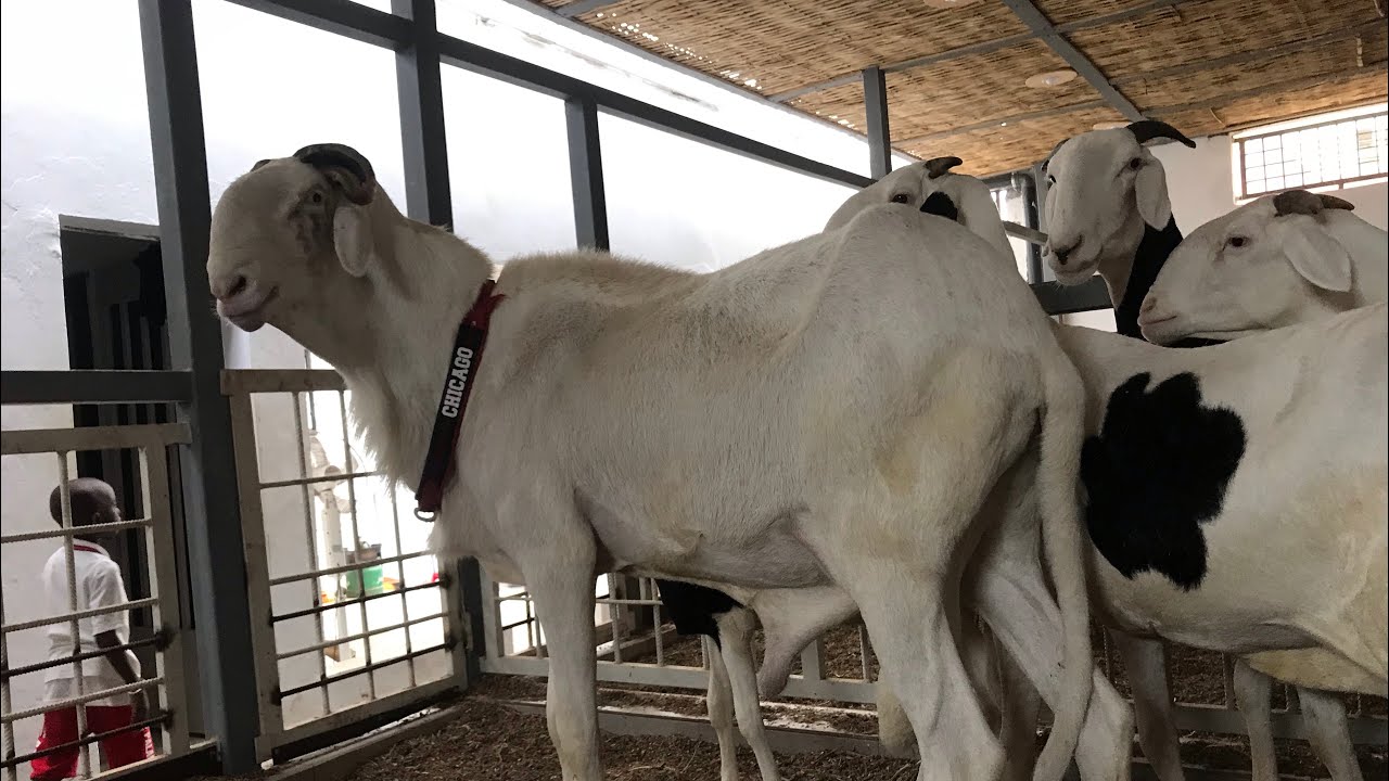 LADOUMTV EMISSION FIMA JAAR INVITE SAMBA SEYE BERGERIE SEERIGNE MANSOUR ...